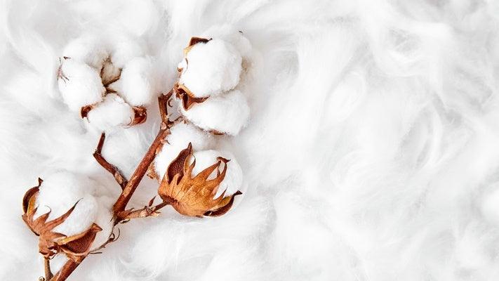 All About Organic Cotton: The Eco-Friendly Choice for Your Bedding ...